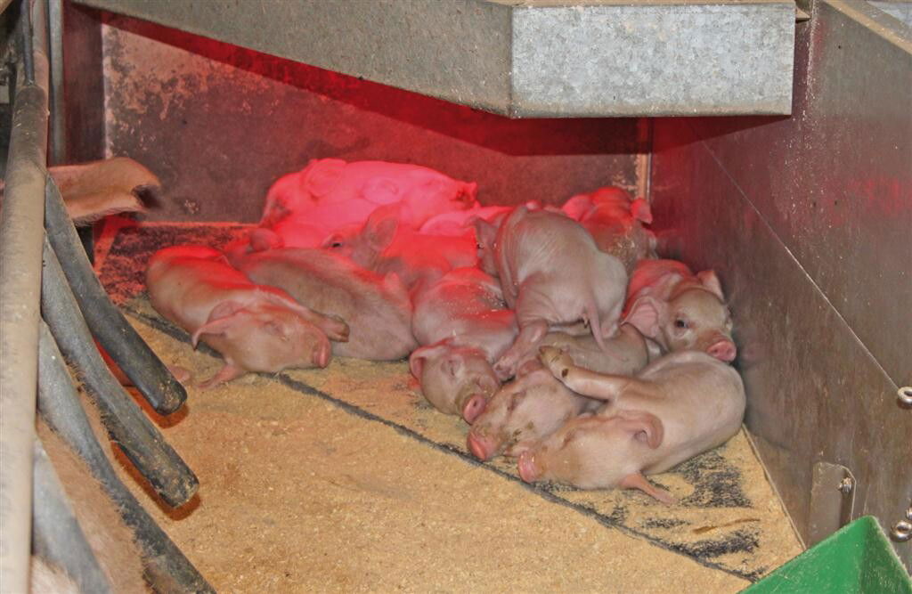 Energiematte, AAG M22 | Stall, Haustier und Veterinärbedarf | P.Lindberg